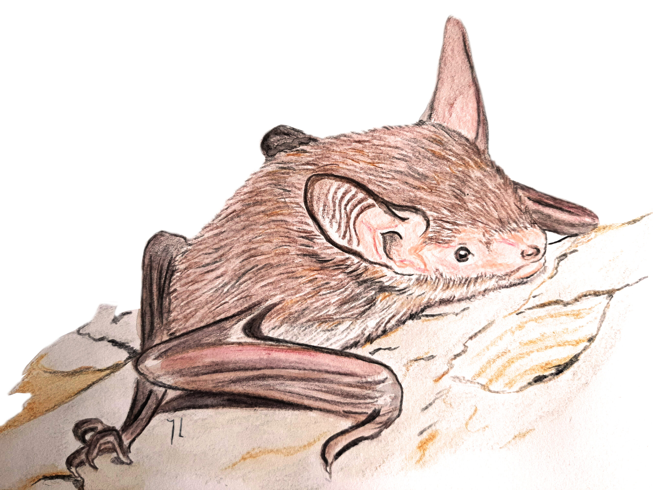 Murin de Bechstein - Armée et Biodiversité